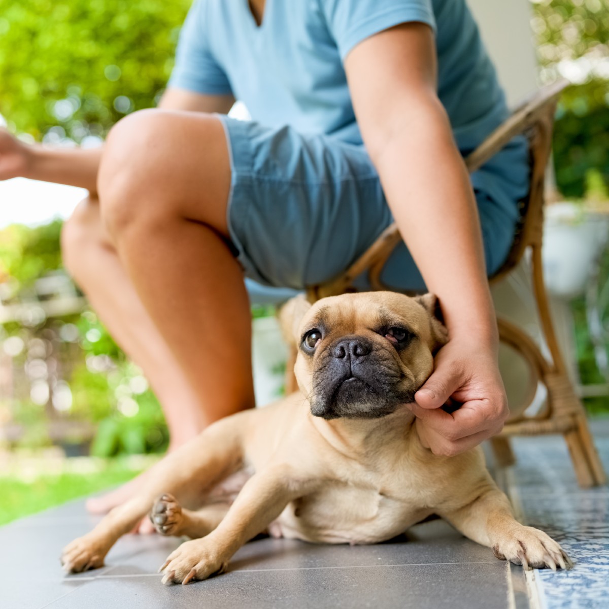 Client Education Articles | Second Chances Veterinary Care