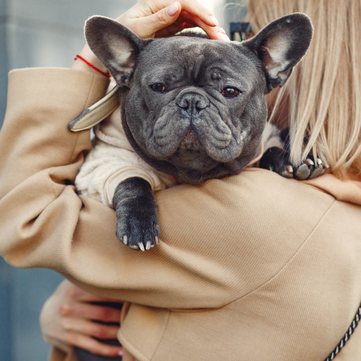 Second Chances Veterinary Care Online Forms